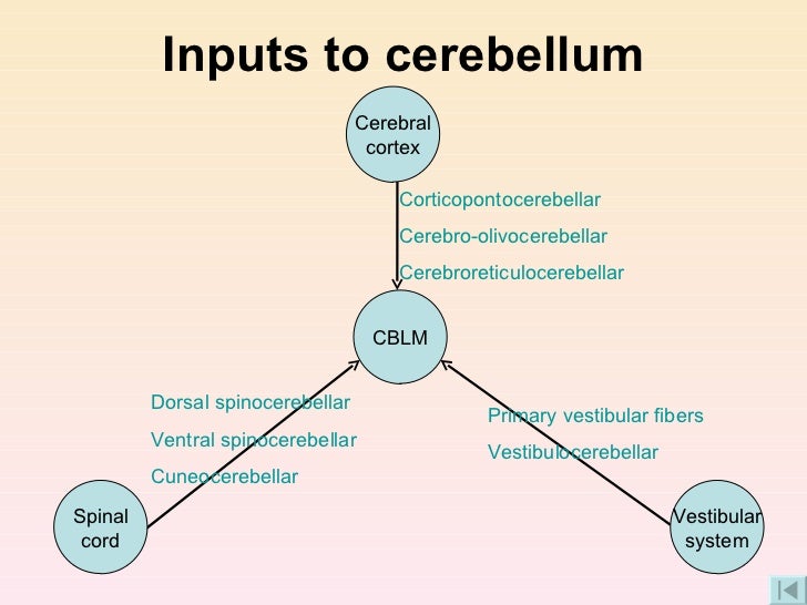 Animated interactive cerebellum connections