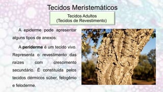 2º ANO - HISTOLOGIA VEGETAL.pptx