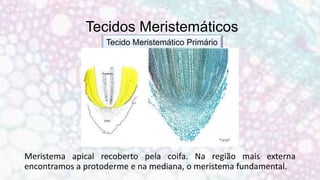 2º ANO - HISTOLOGIA VEGETAL.pptx