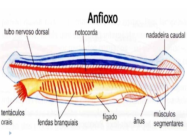 2 ano cordados peixes_anfíbios