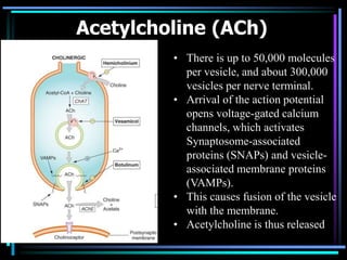 Autonomic Nervous System Pharmacology | PPT