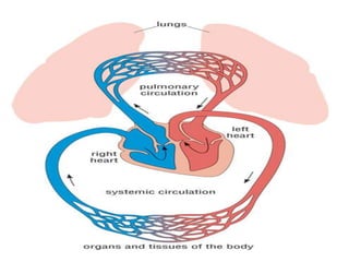 Pulmonary Circulation | PPTX