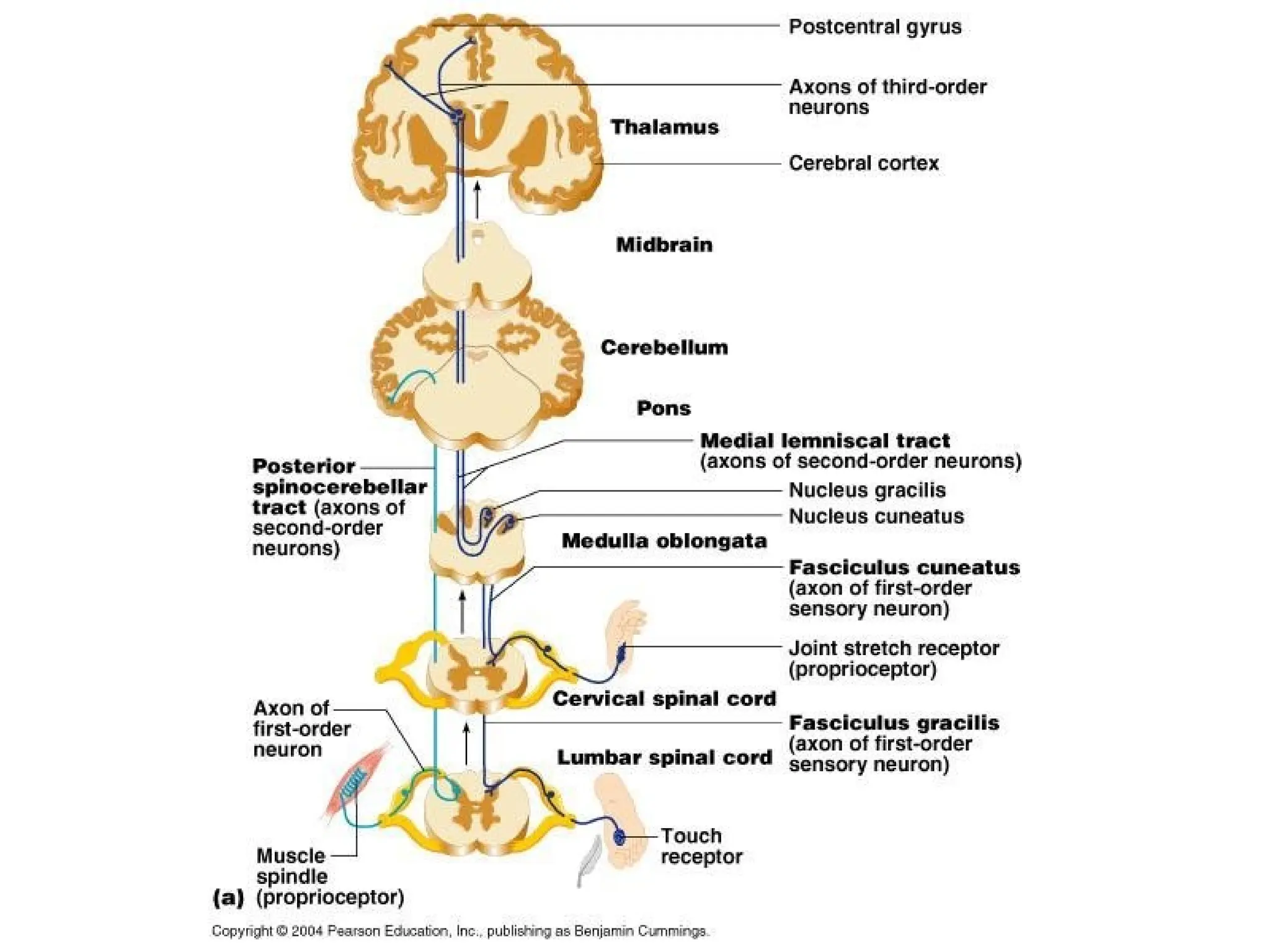 (2) Ascending Tracts - ppLemniscal.pptx
