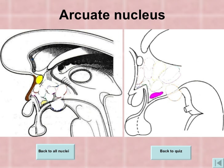 Arcuate Nucleus