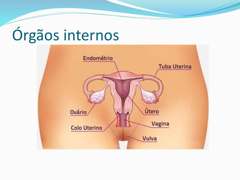 Anatomia do sistema reprodutor feminino e anatomia obstétrica