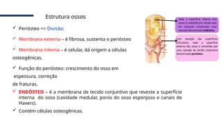 2 Aula de Anatomia descritiva- osteologia.pptx