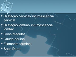 2º aula medula espinhal | PPT