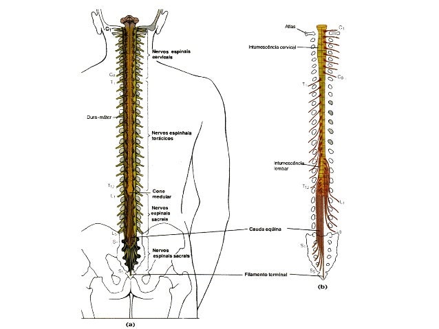 2º aula medula espinhal