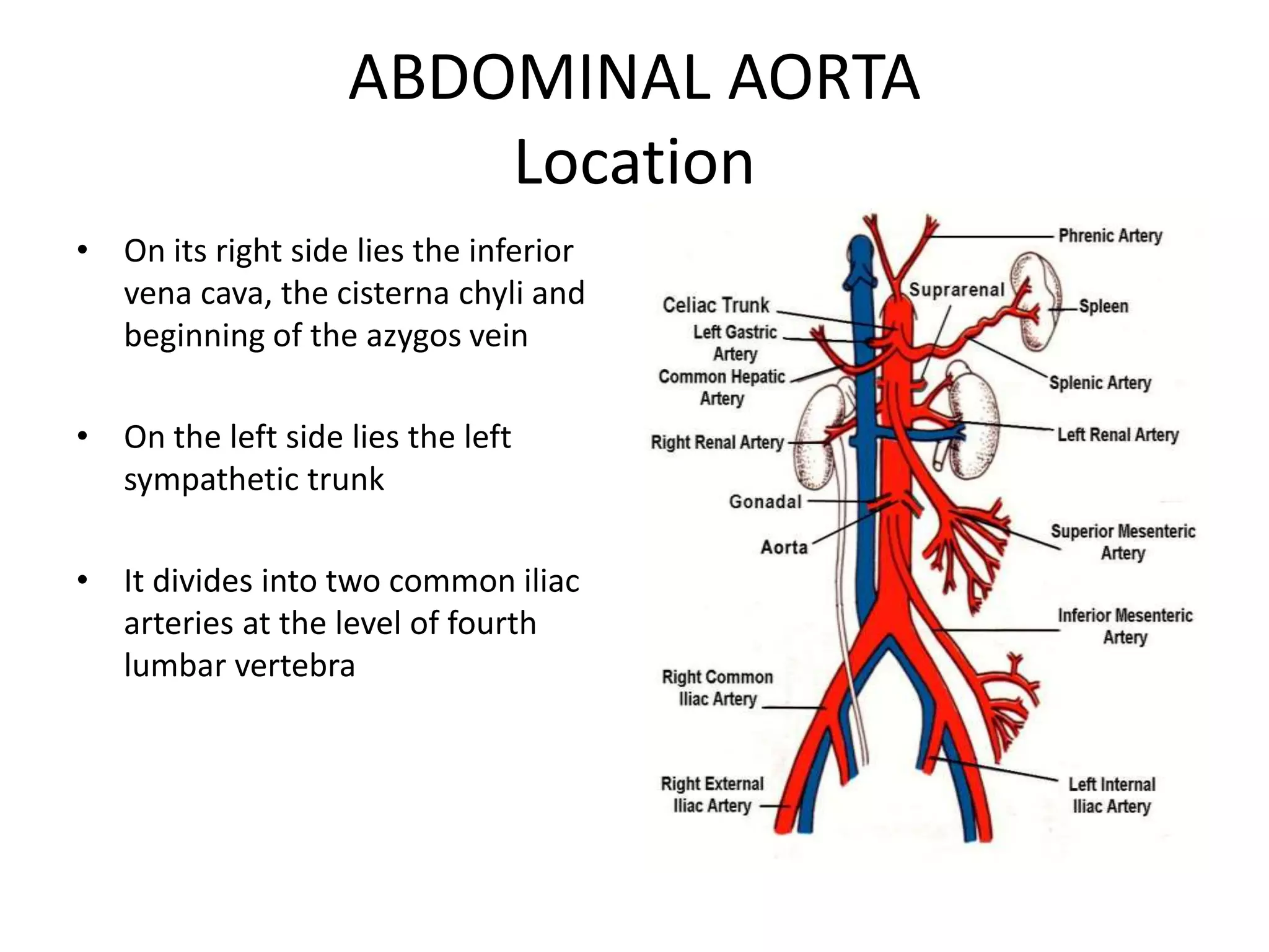 2 b. ABDOMINAL AORTA1.ppt