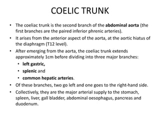 2 b. ABDOMINAL AORTA1.ppt