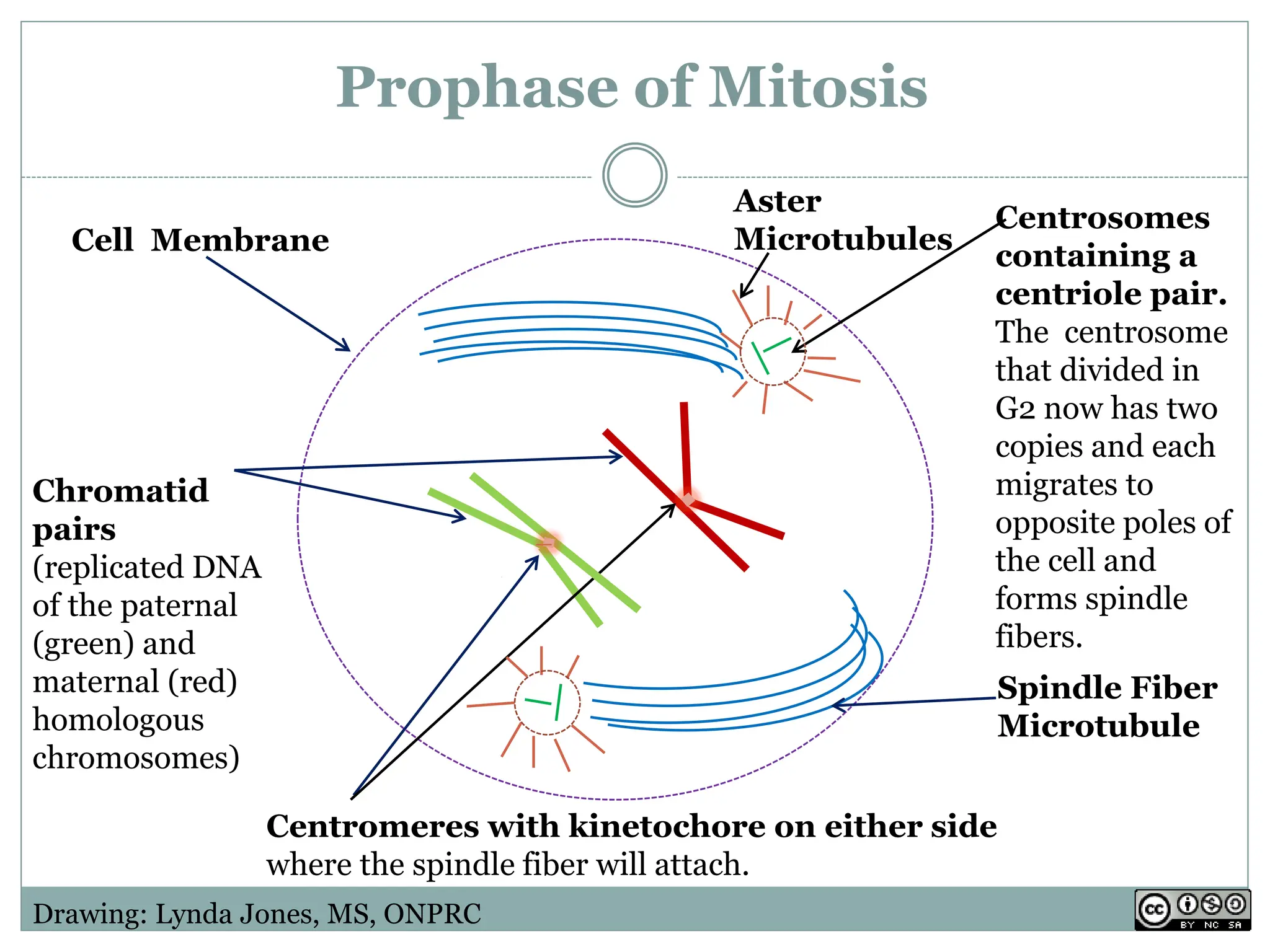 2b. Mitosis - PowerPoint.pdf