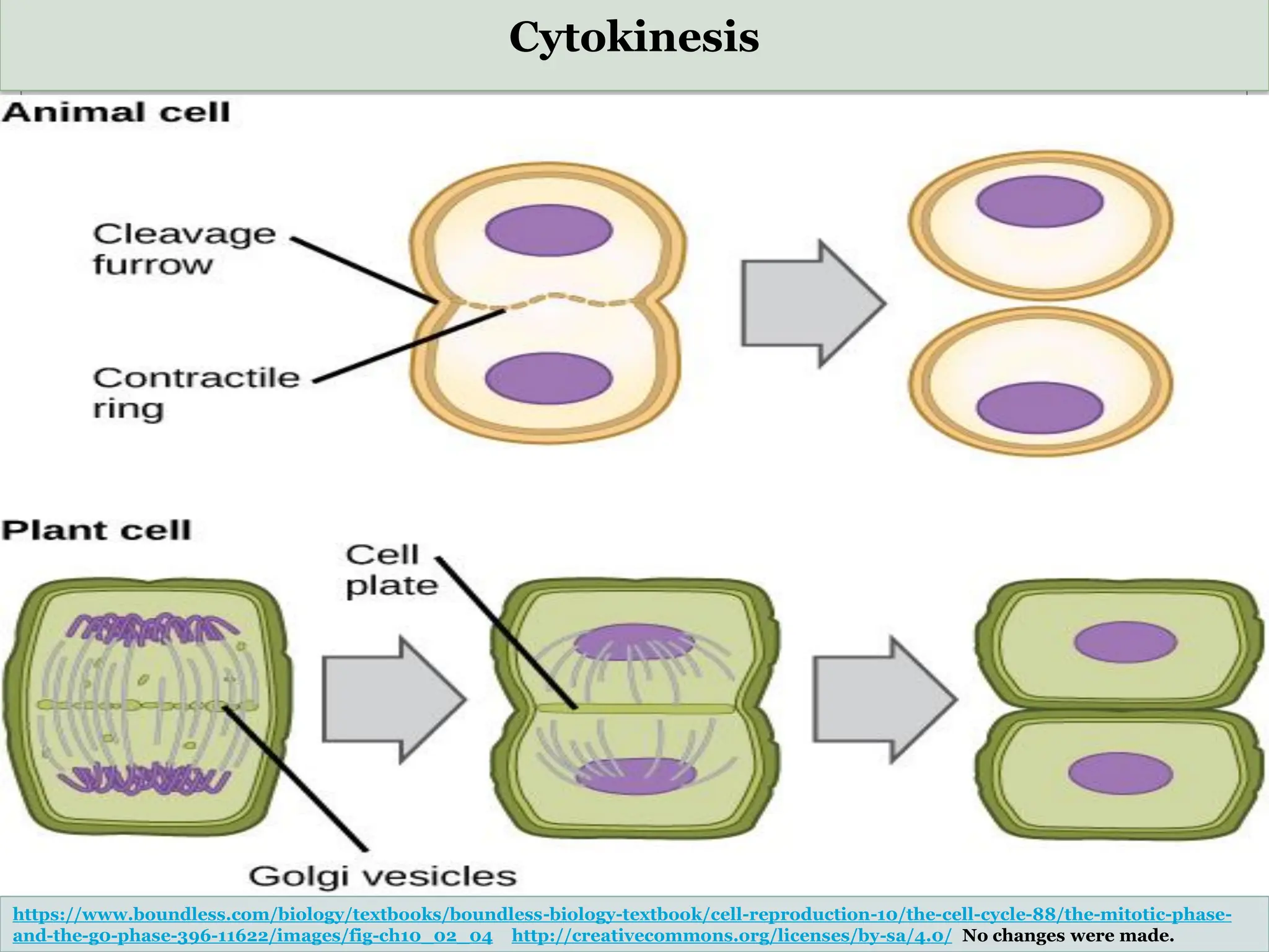 2b. Mitosis - PowerPoint.pdf
