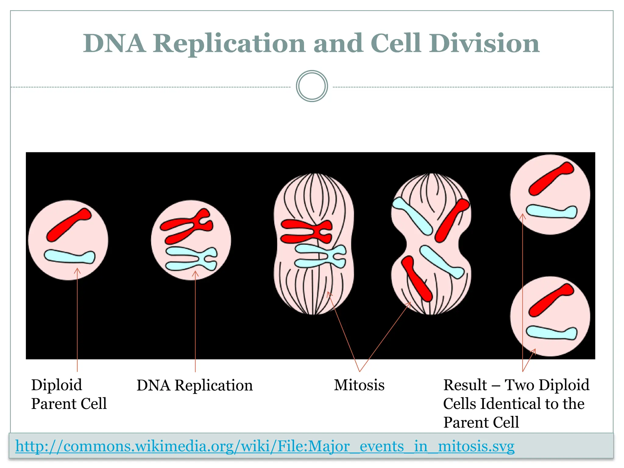 2b. Mitosis - PowerPoint.pdf