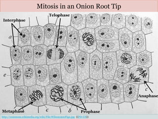 2b. Mitosis - PowerPoint.pdf