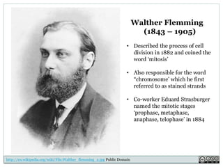 2b. Mitosis - PowerPoint.pdf