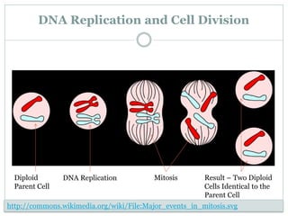 2b. Mitosis - PowerPoint.pdf