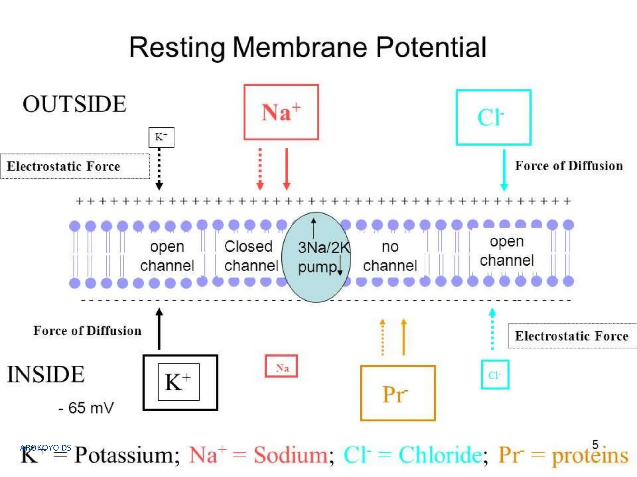 2b. Membrane Potentials n Excitable Tissues - PPT.pptx
