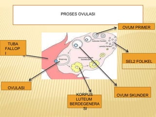 2b. Power-point-menstruasi-kelas-9smp.pptx