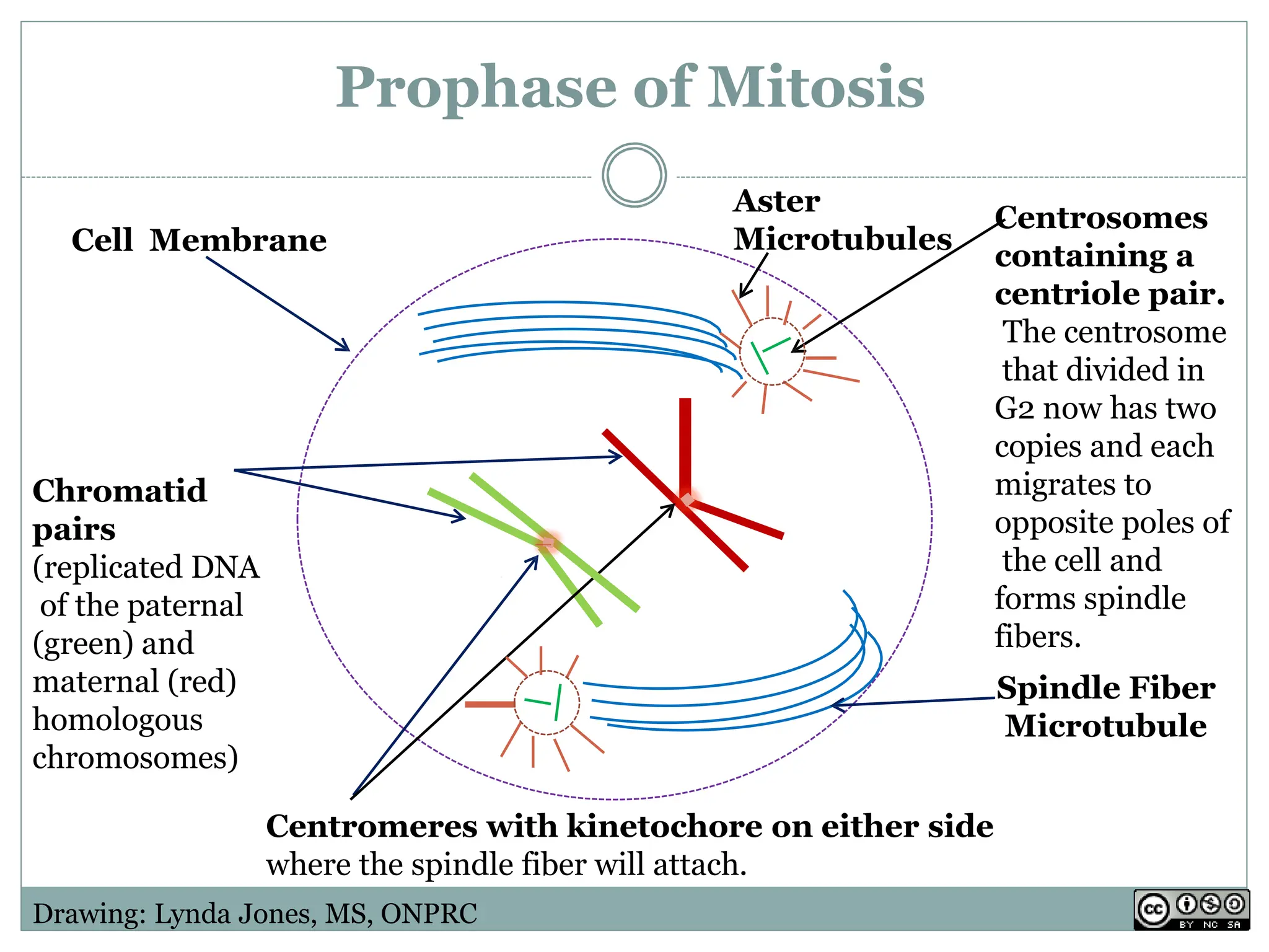 Cell division - Mitosis -PowerPoint.pptx