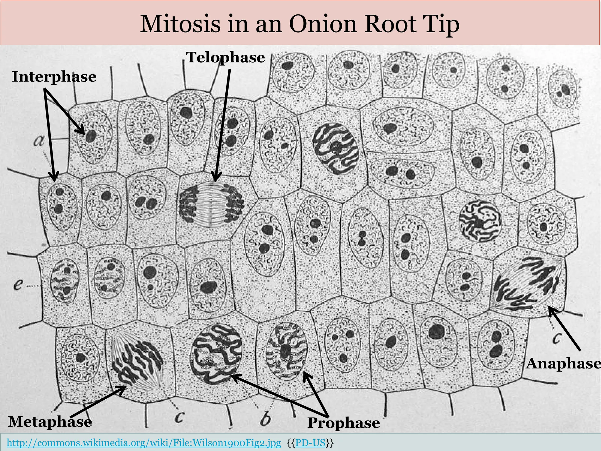 Cell Division Mitosis Powerpoint Pptx