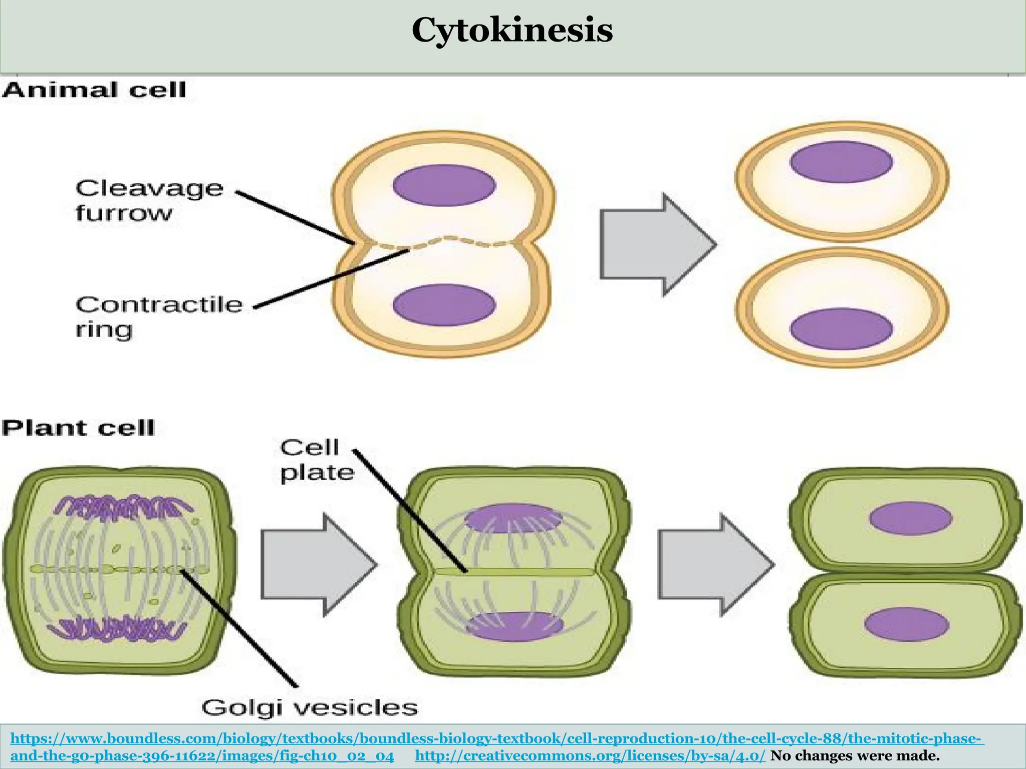 Cell Division Mitosis Powerpoint Pptx