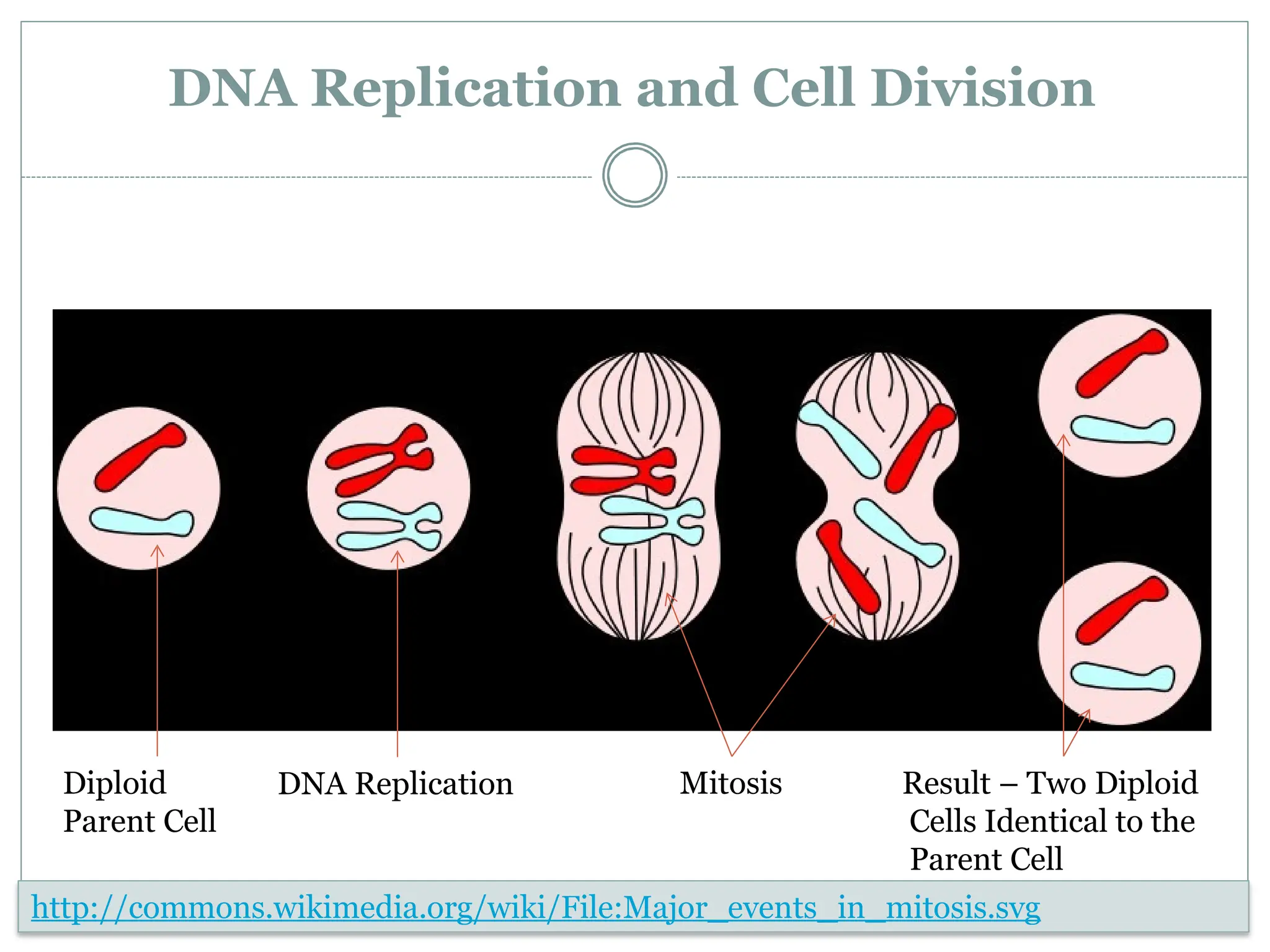 Cell division - Mitosis -PowerPoint.pptx