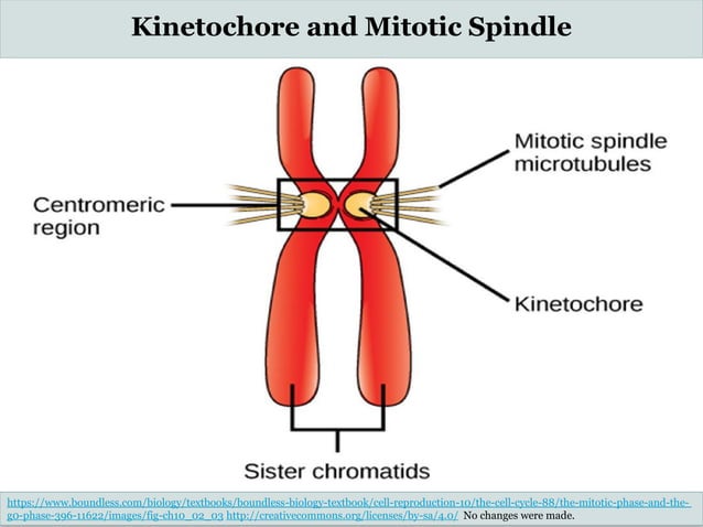 Cell Division Mitosis Powerpoint Pptx