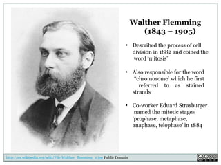Cell division - Mitosis -PowerPoint.pptx