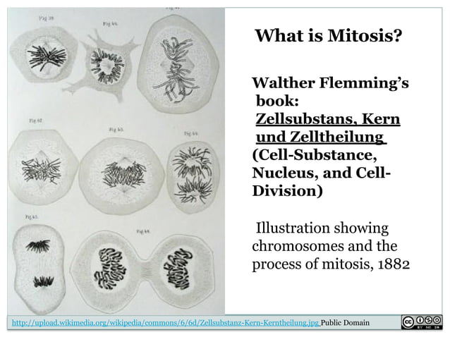 Cell division - Mitosis -PowerPoint.pptx