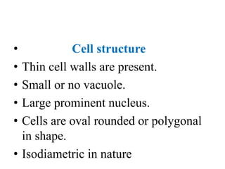 2b-Cytohis ch of meris. tissue.pptx