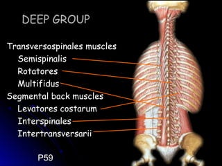 Intertransversarii Cadaver