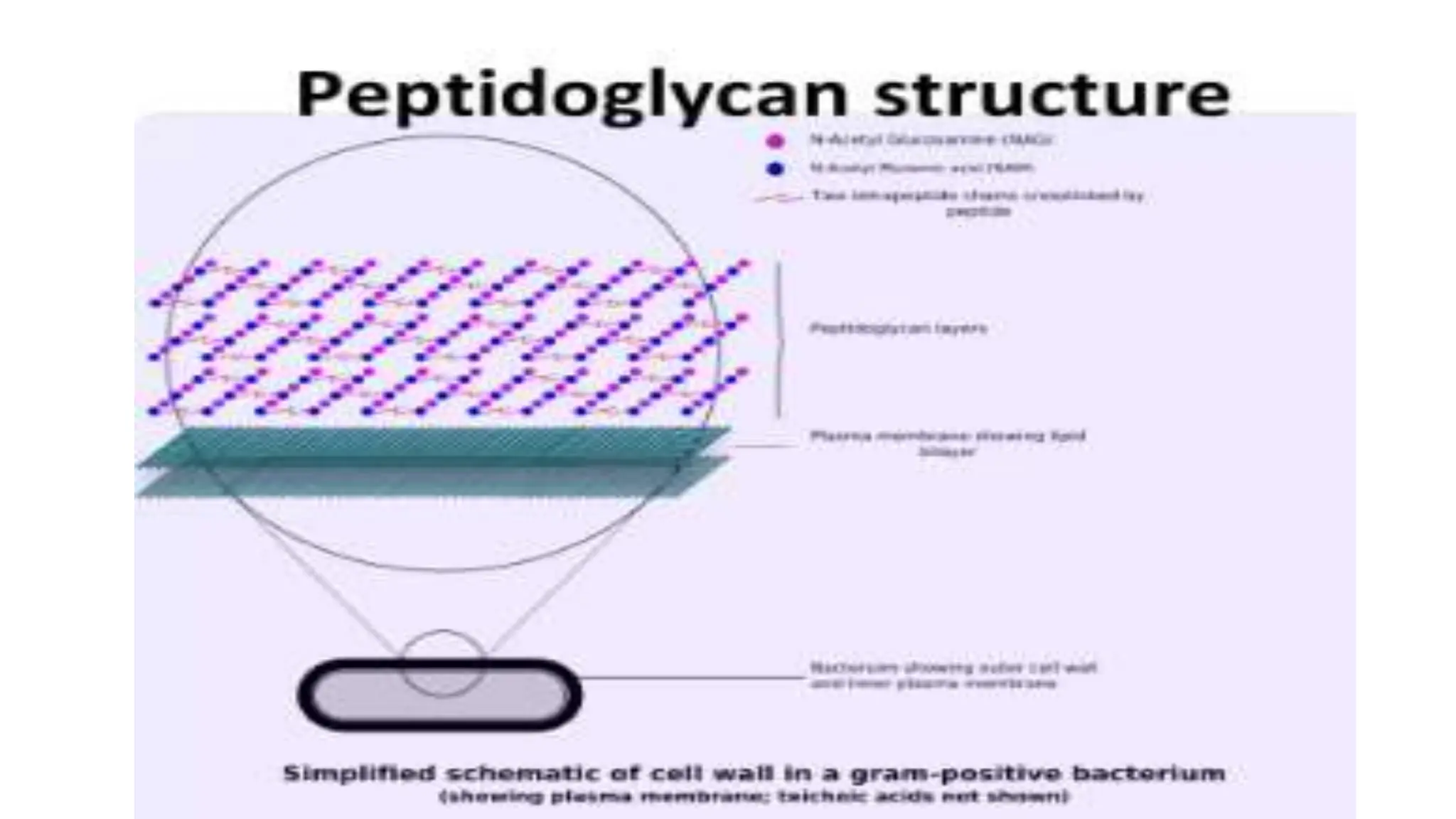 DPT - Bacterial cell structure | PPTX