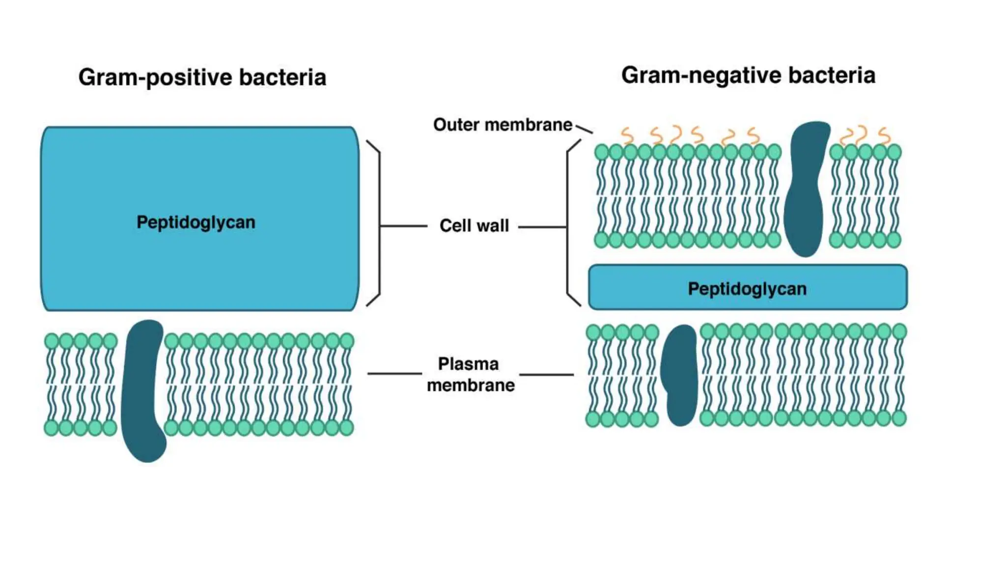 DPT - Bacterial cell structure | PPTX