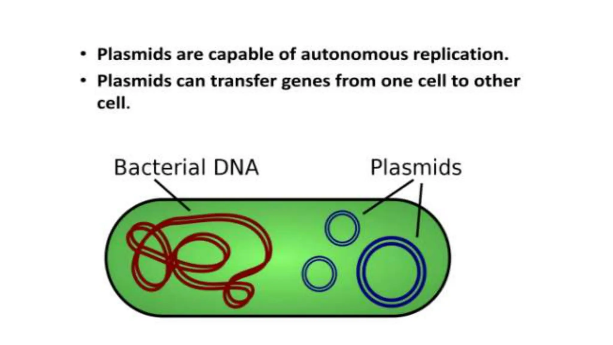 DPT - Bacterial cell structure | PPTX