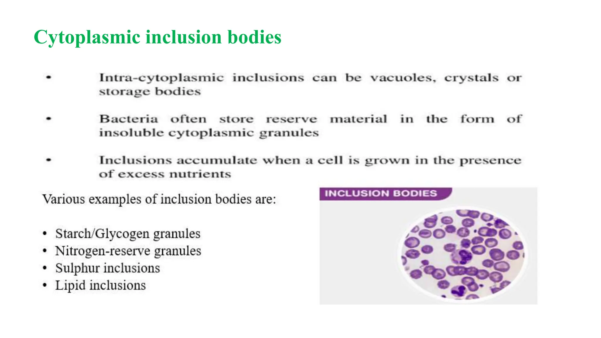 DPT - Bacterial cell structure | PPTX