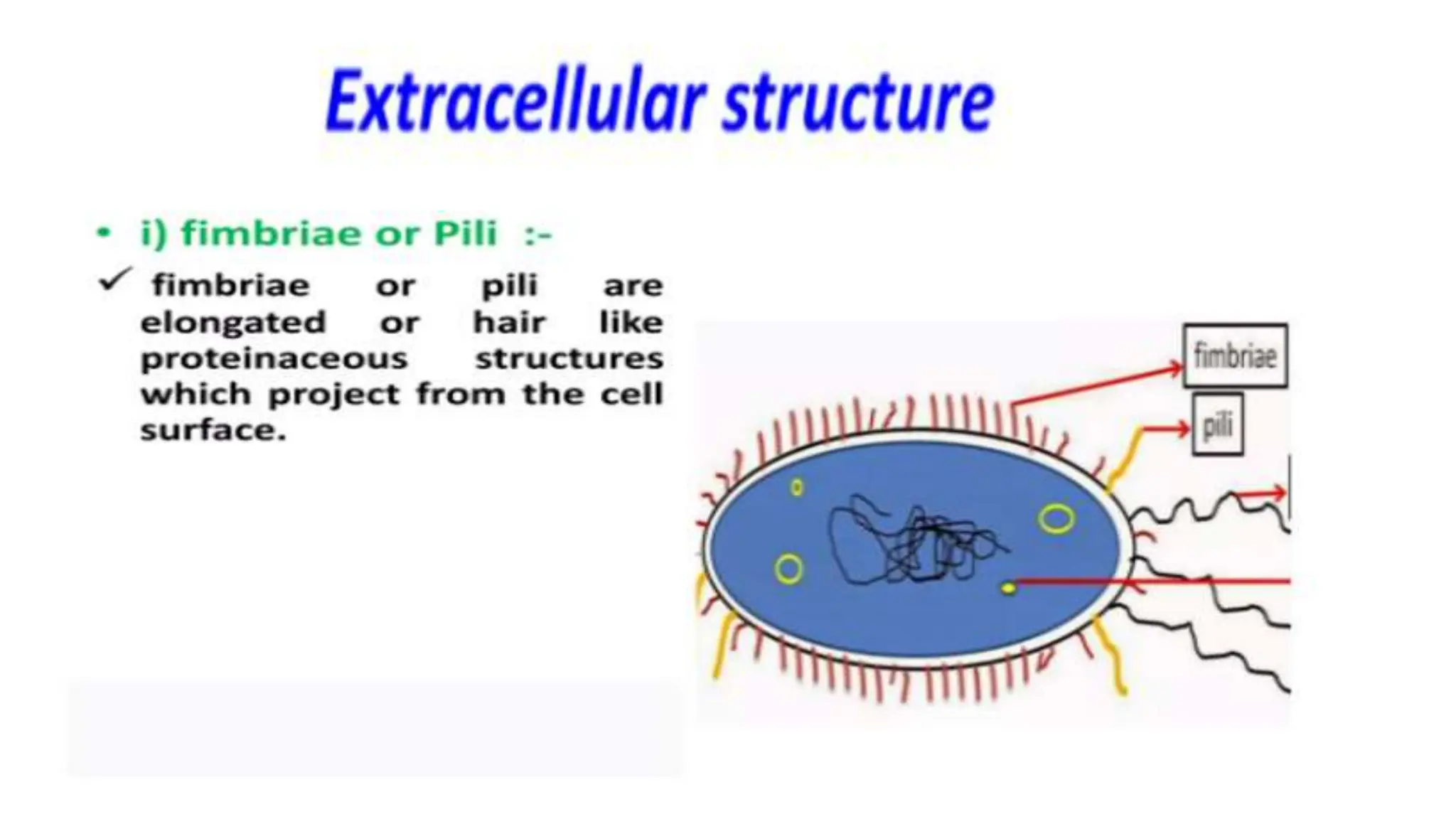 DPT - Bacterial cell structure | PPTX