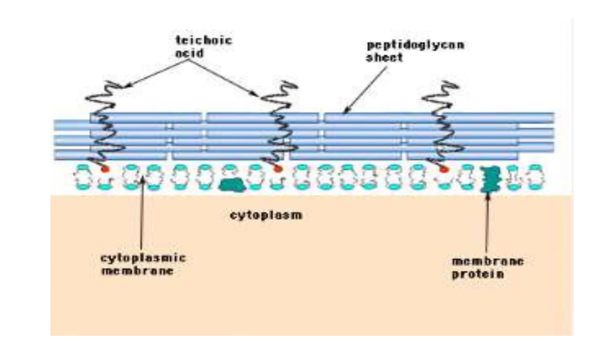 DPT - Bacterial cell structure | PPTX