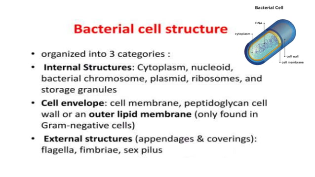 DPT - Bacterial cell structure | PPT