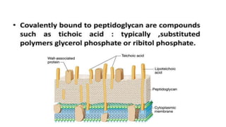 DPT - Bacterial cell structure | PPT