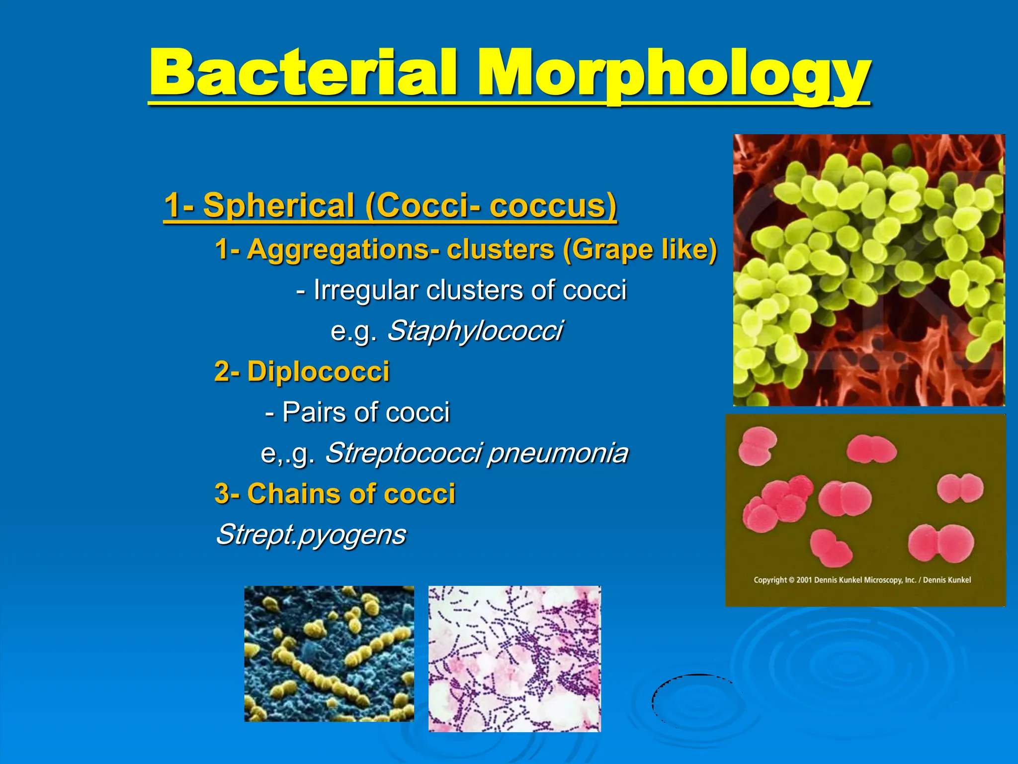 2 Bacterial Morphology and Microbiology anf Parasitology and ...