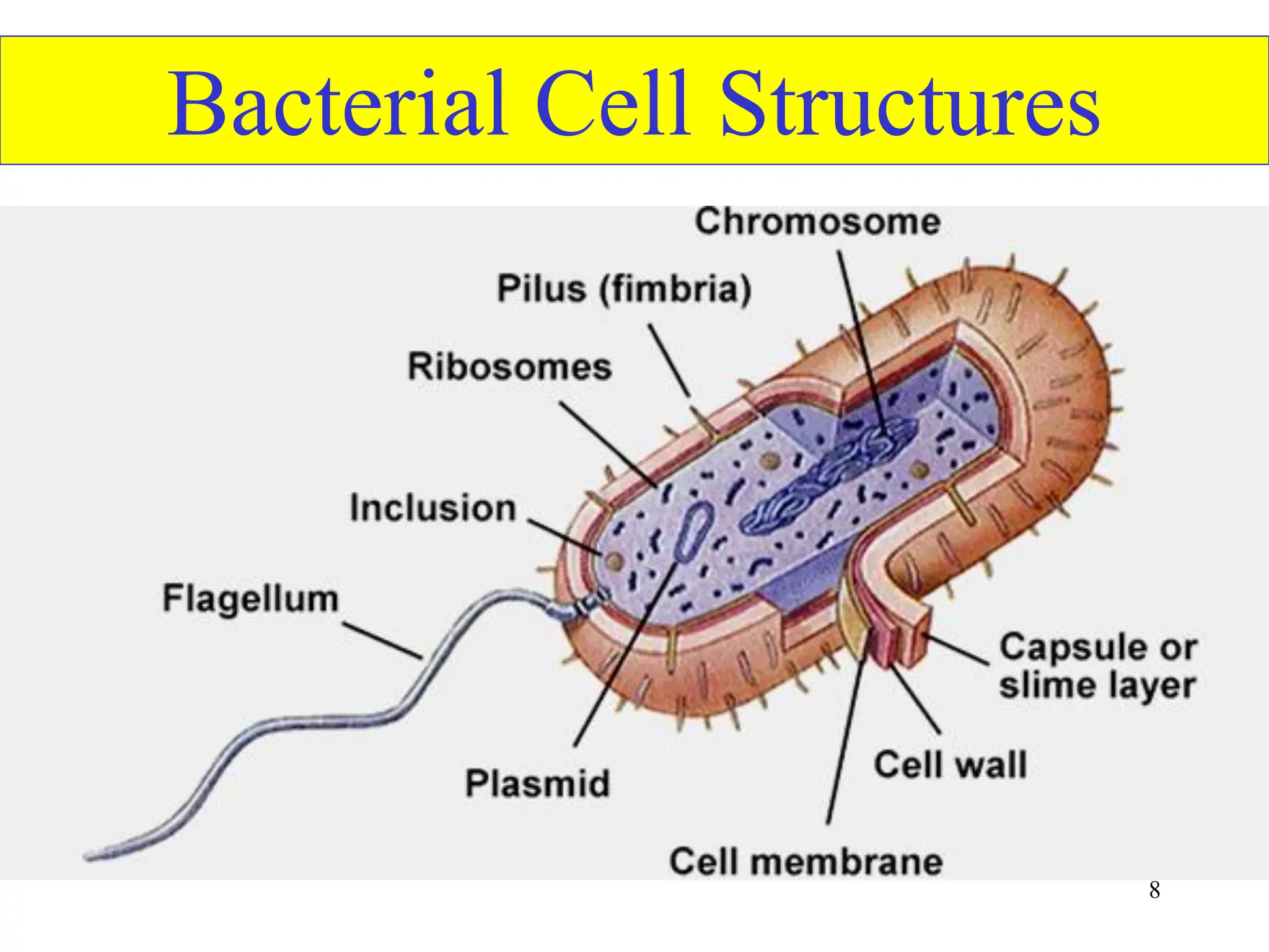 2 Bacterial Morphology and Microbiology anf Parasitology and ...