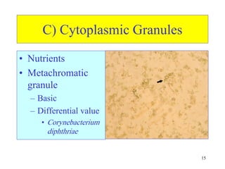 2 Bacterial Morphology and Microbiology anf Parasitology and ...
