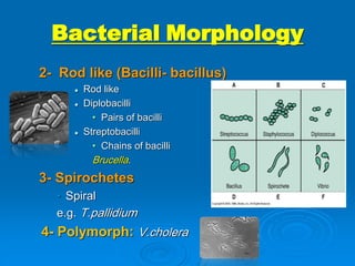 2 Bacterial Morphology and Microbiology anf Parasitology and ...