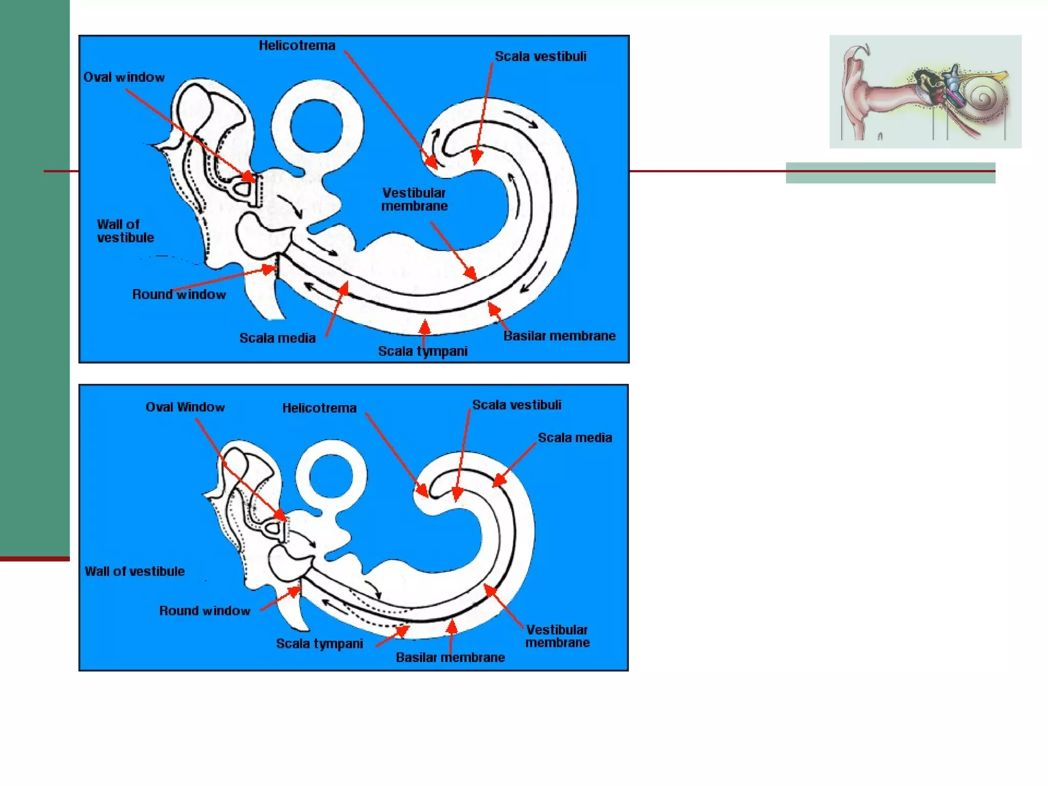 2(b) anatomy and physiology of the peripheral and central auditory ...