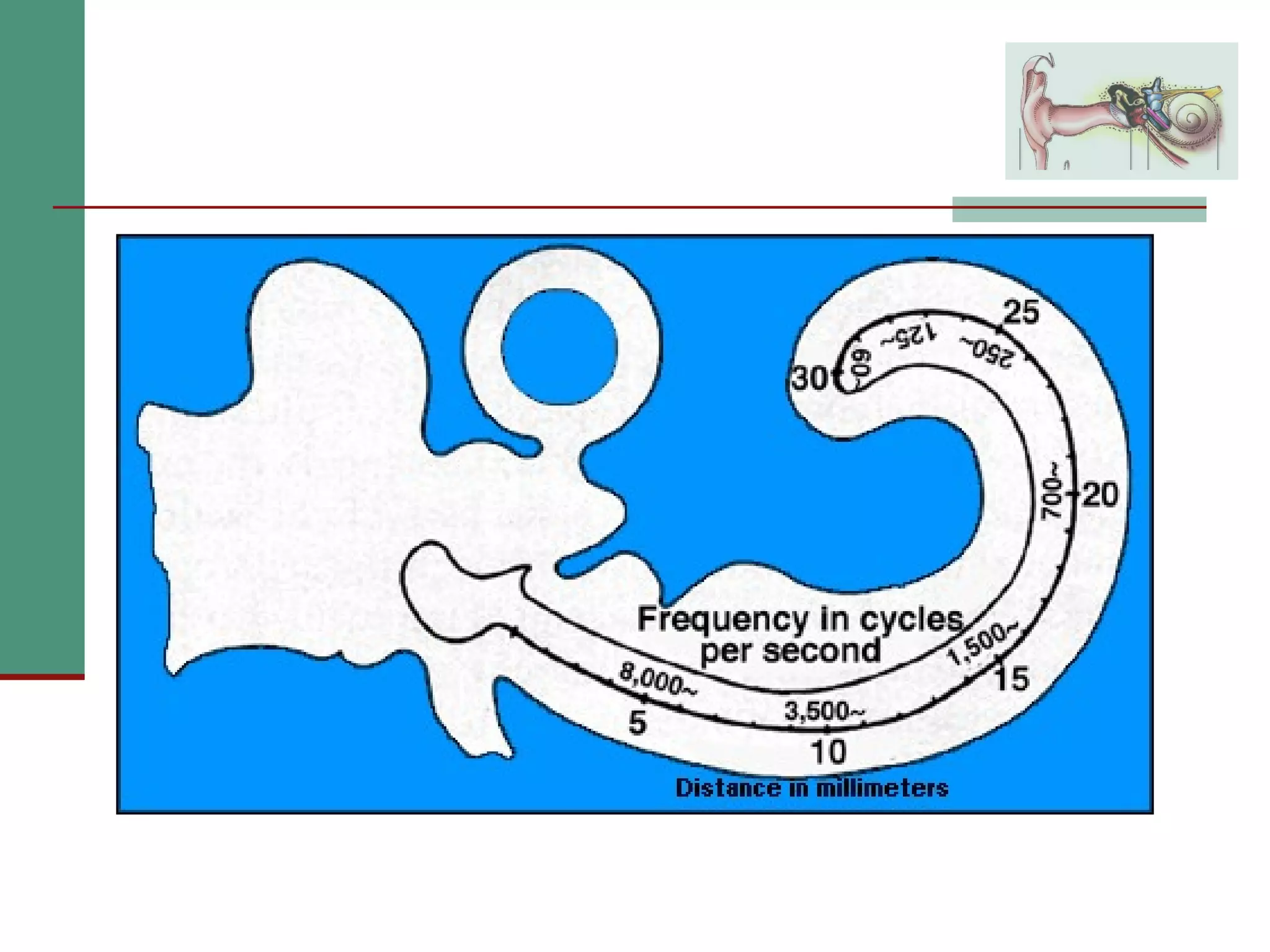 2(b) anatomy and physiology of the peripheral and central auditory ...