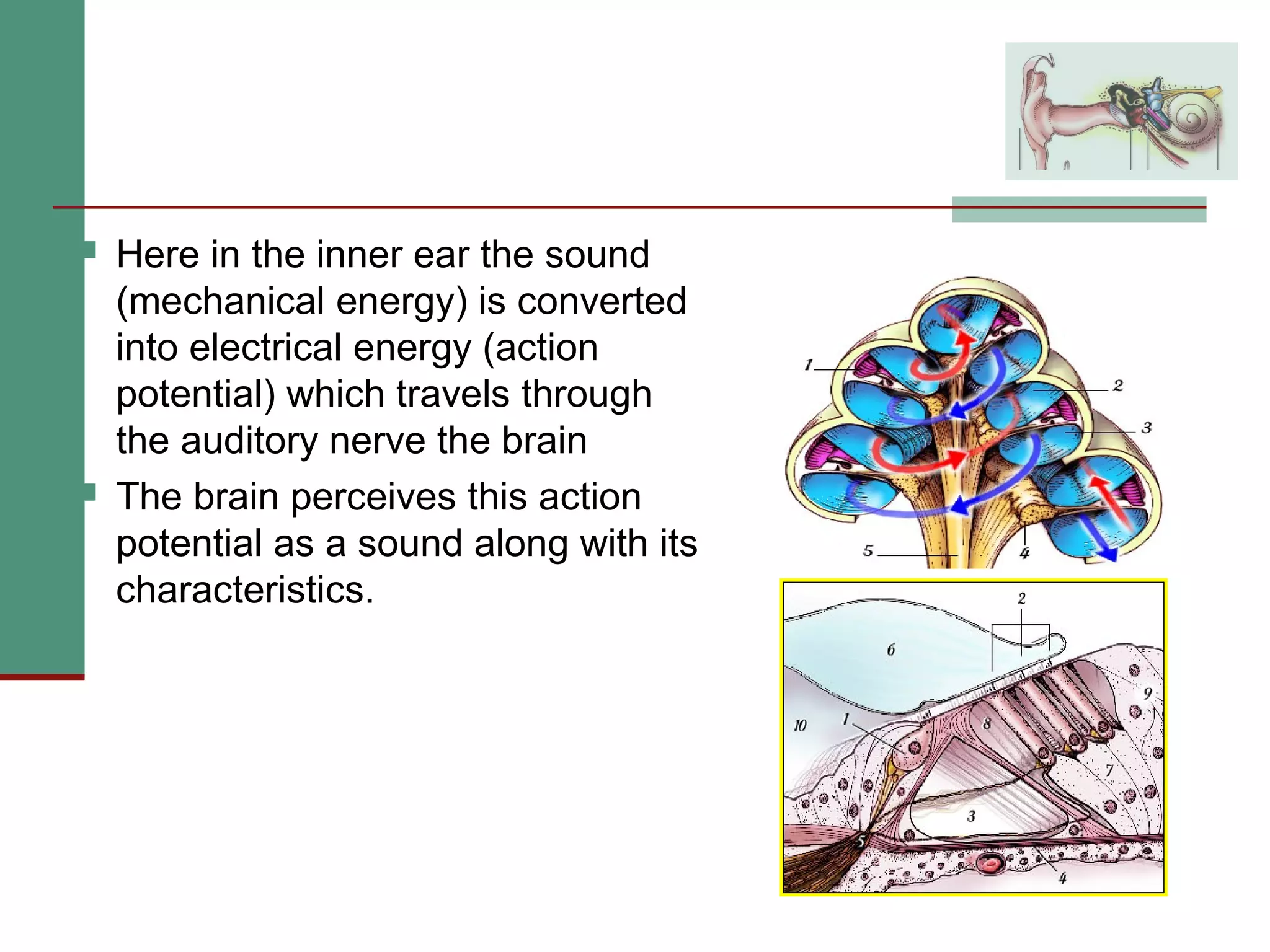 2(b) anatomy and physiology of the peripheral and central auditory ...