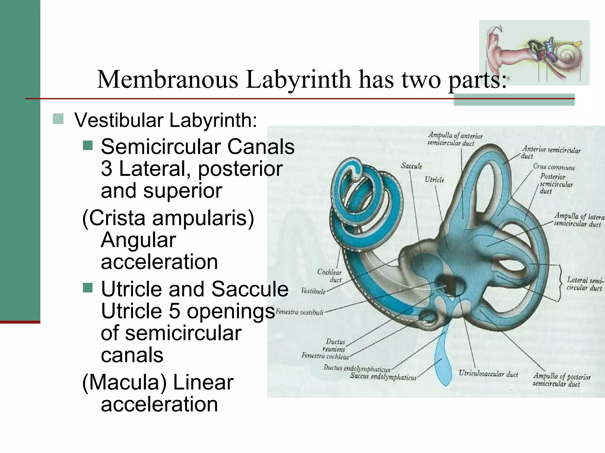 2(b) anatomy and physiology of the peripheral and central auditory ...