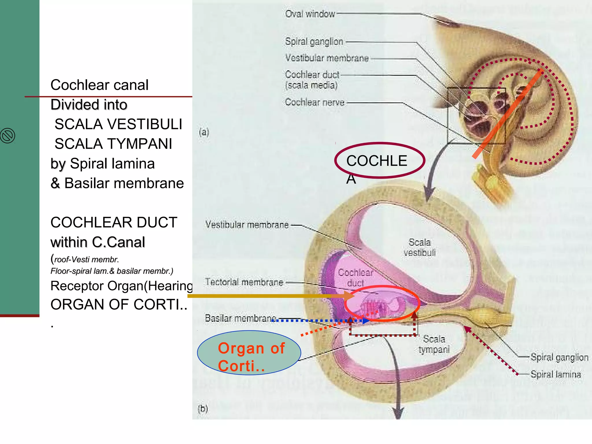 2(b) anatomy and physiology of the peripheral and central auditory ...