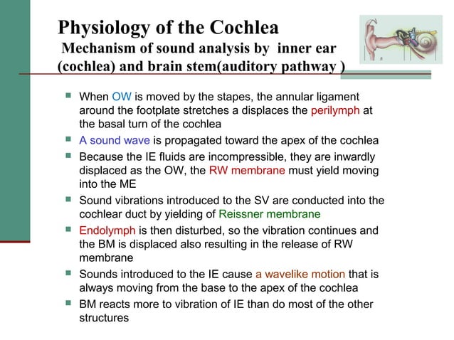2(b) anatomy and physiology of the peripheral and central auditory ...