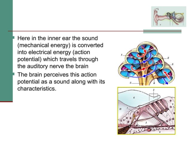 2(b) anatomy and physiology of the peripheral and central auditory ...